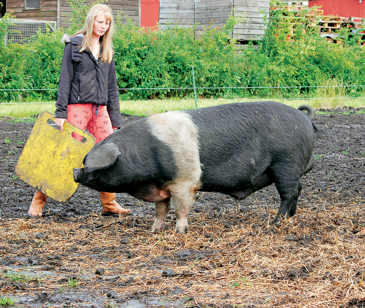 Guide to Safely Handling Pigs – Mother Earth News